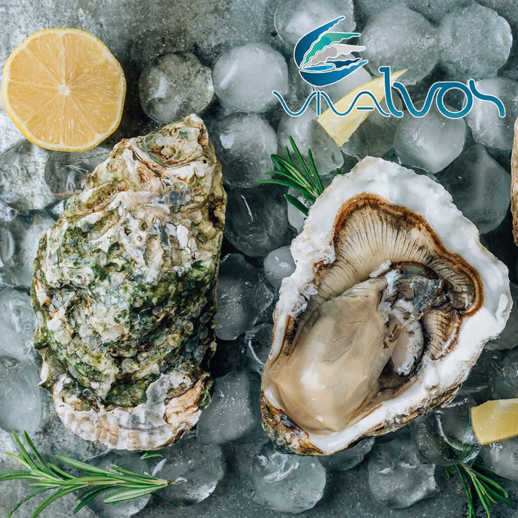 Ostra Chilena Blanca Exportación Kilo - Vivalvos